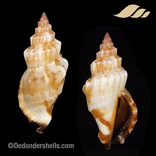 Strombidae Archives - De Donder Shells