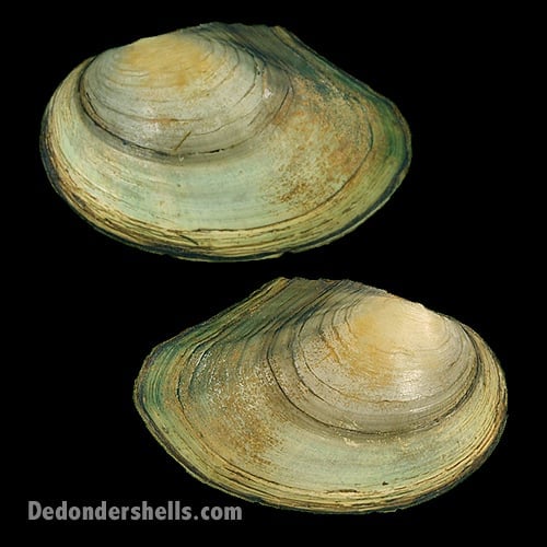 Anodonta cygnea 4 - De Donder Shells