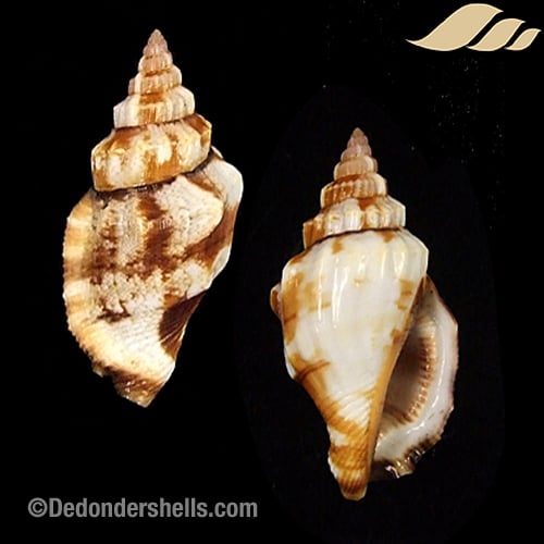 Strombidae Archives - De Donder Shells