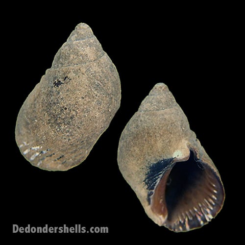Planaxidae Archives - De Donder Shells