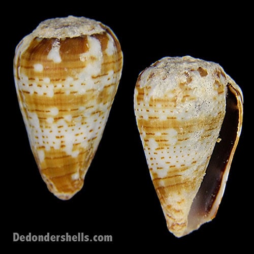 Conus cf. variegatus 7 - De Donder Shells