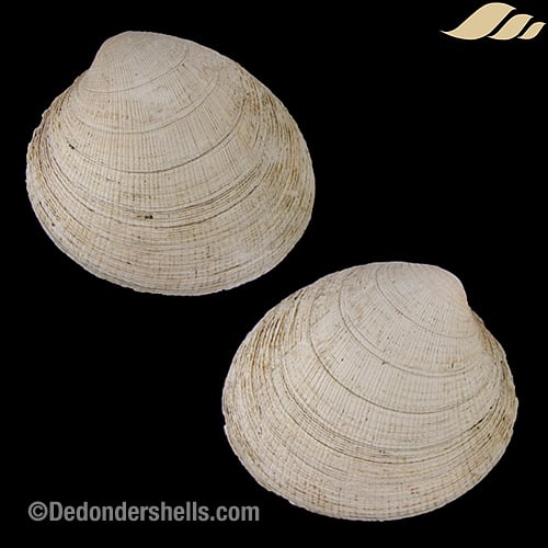 Semelidae Archives - De Donder Shells
