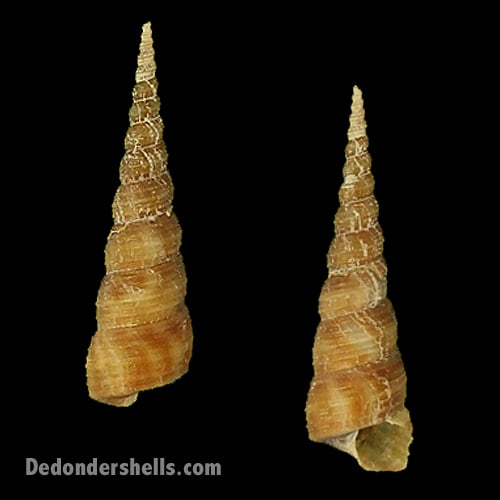 Turritellidae Archives - De Donder Shells