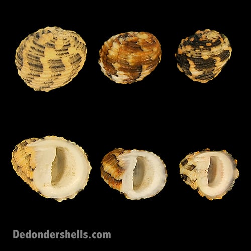 Nerita squamulata 4 - De Donder Shells