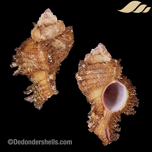 Muricidae Archives - De Donder Shells