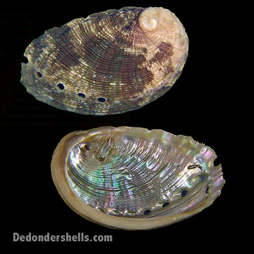 Haliotis tuberculata lamellosa 6 - De Donder Shells