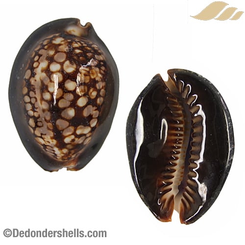 Cypraea mauritiana 5 - De Donder Shells