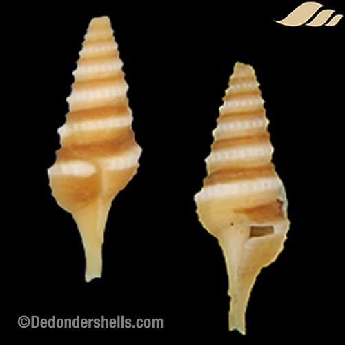 Gemmula sogodensis 1 - De Donder Shells