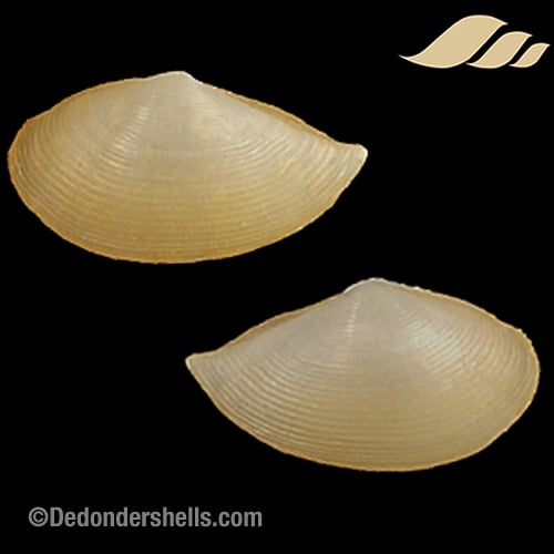 Nuculanidae Archives - De Donder Shells