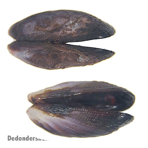 Perumytilus purpuratus 9 - De Donder Shells