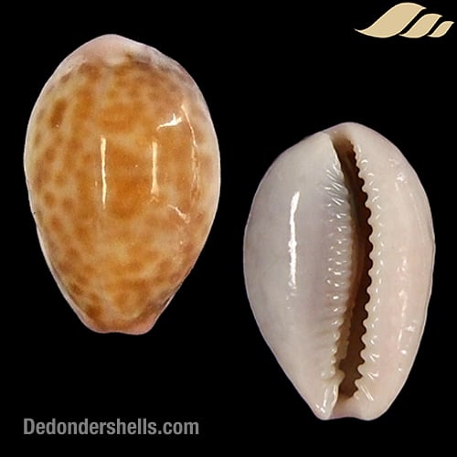 Cypraeidae Archives - Page 10 of 13 - De Donder Shells