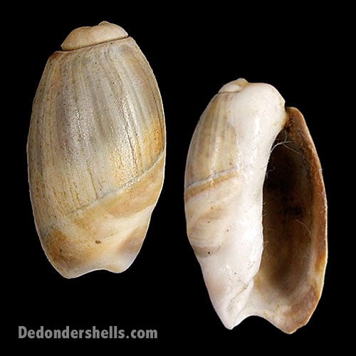Oliva lacanientai 2 - De Donder Shells