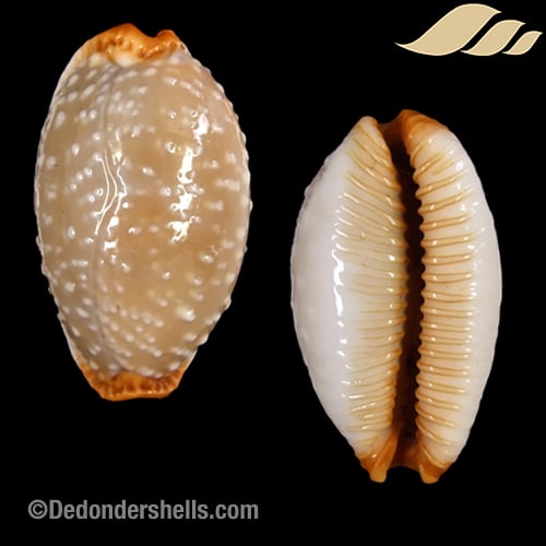 Cypraeidae Archives - Page 4 of 14 - De Donder Shells