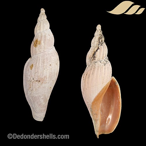 Fulgoraria chinoi 1 - De Donder Shells