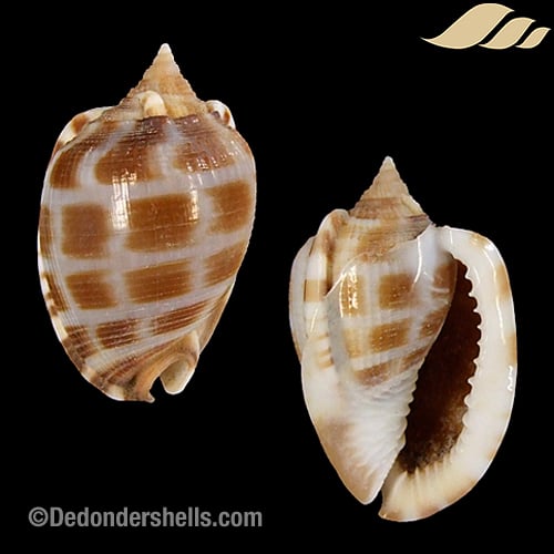Cassidae Archives - De Donder Shells