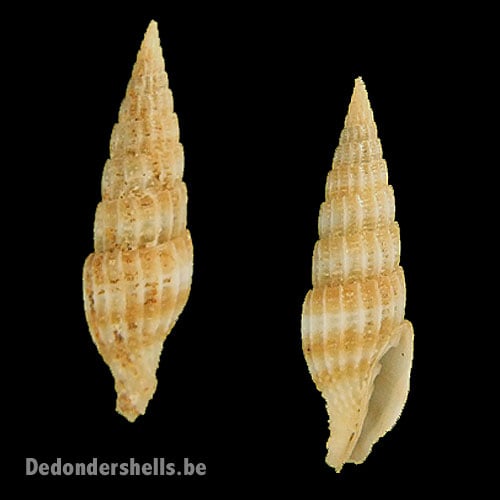 Vexillum militare 1 - De Donder Shells