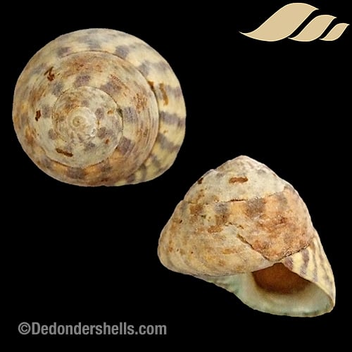 Gibbula pennanti 1 - De Donder Shells