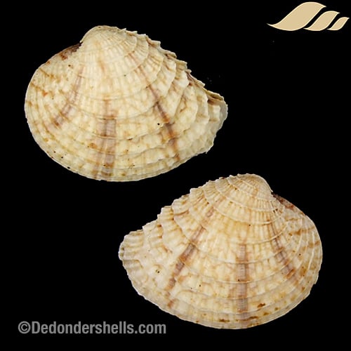Chione cancellata 5 - De Donder Shells
