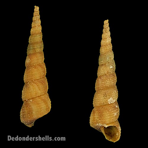 Turritellidae Archives - De Donder Shells
