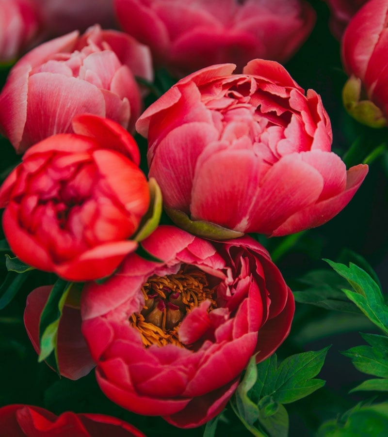 Get your Mum the Flowers she deserves this Mothers Day!