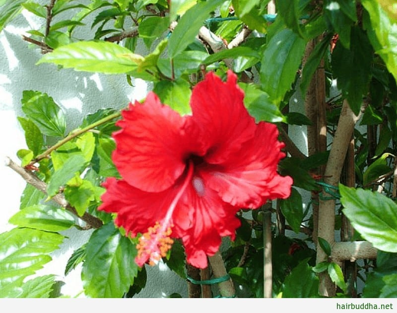 10 Best Natural Shampoos: For Strong, Healthy & Shiny Hair - hair buddha