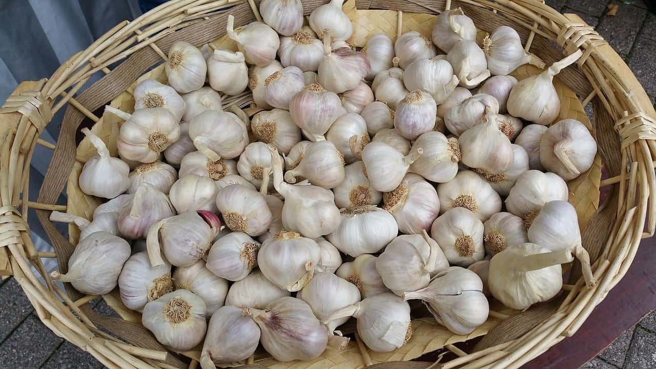 Garlic Hair Oil to Propel Hair Growth - hair buddha