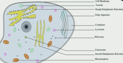 Cell Structure and Function Class 8 Notes, Question Answers