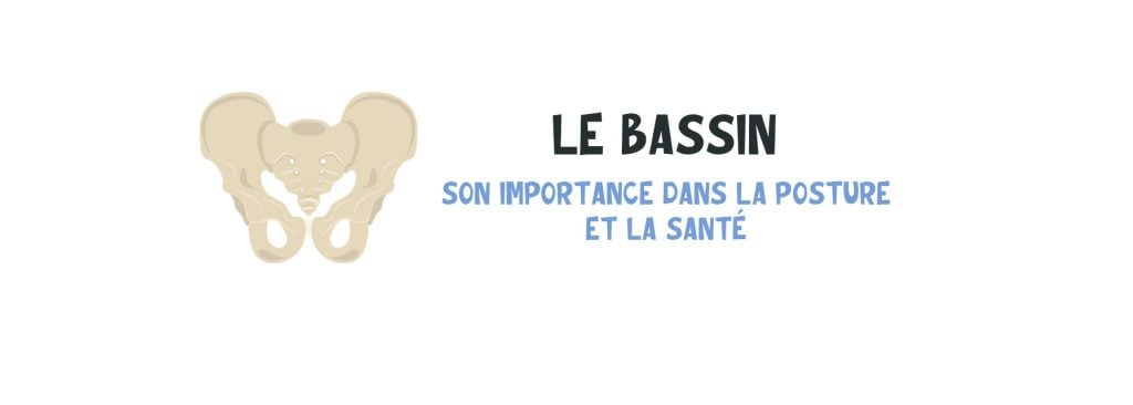 La position du bassin et ses mouvements