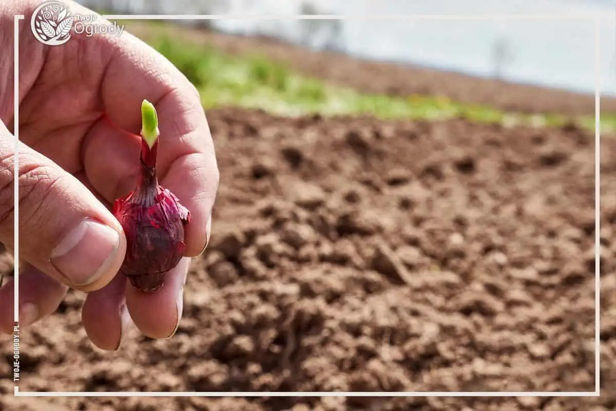 Jak i kiedy sadzić cebulę dymkę oraz zimową do gruntu