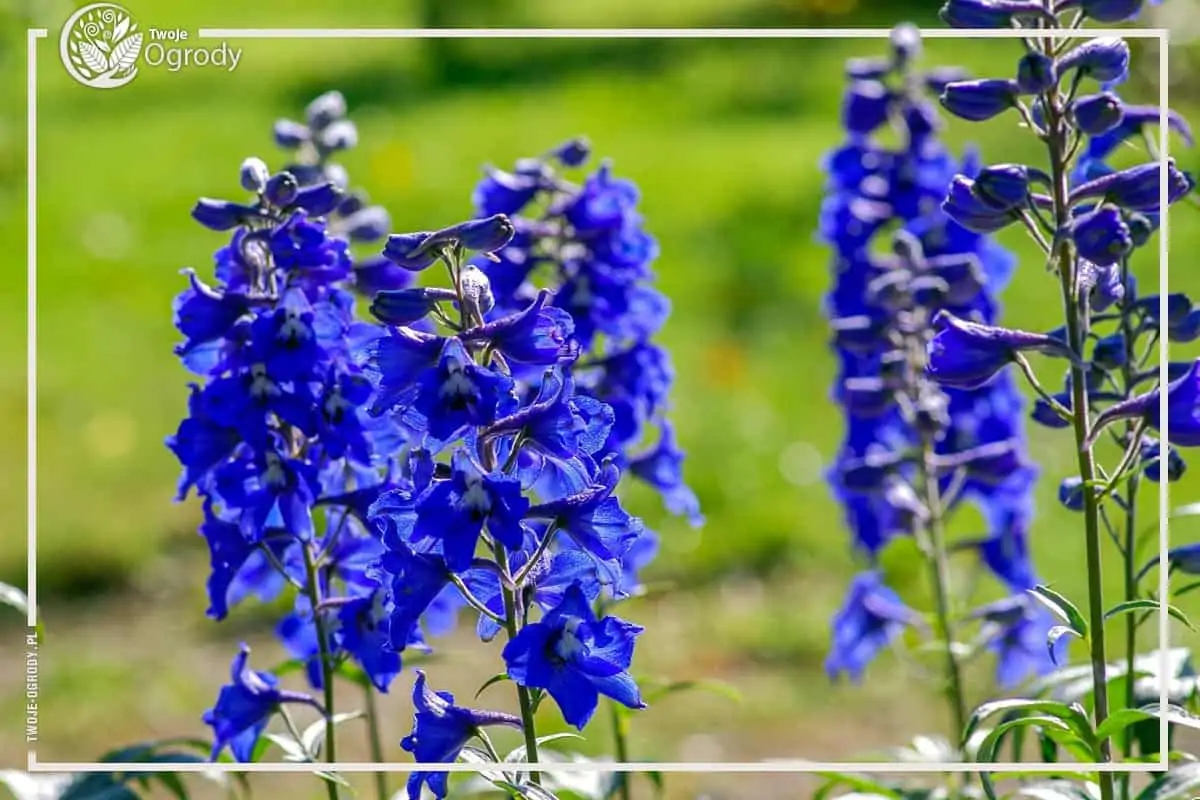 Ostróżka ogrodowa Wyniosła - wieloletnia