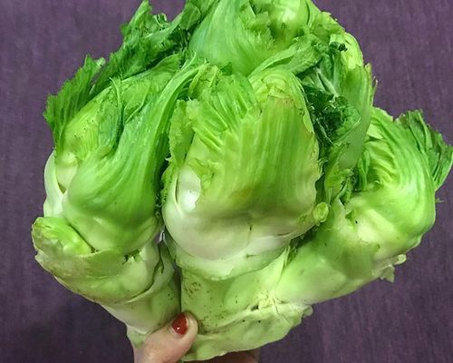 How-much-does-rock-sprouts-cost