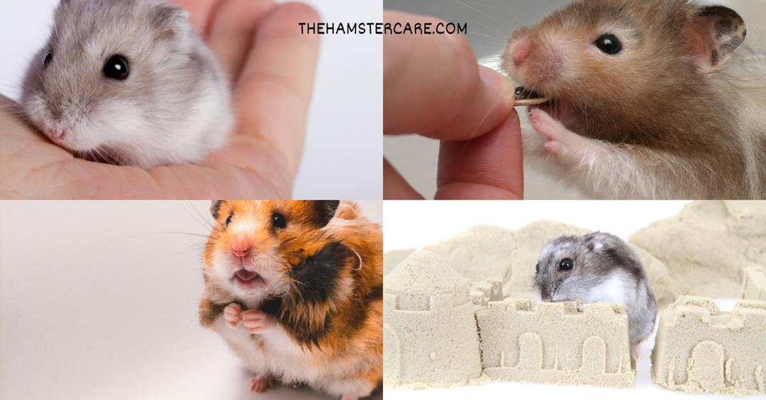 Care Archives | Hamster Care