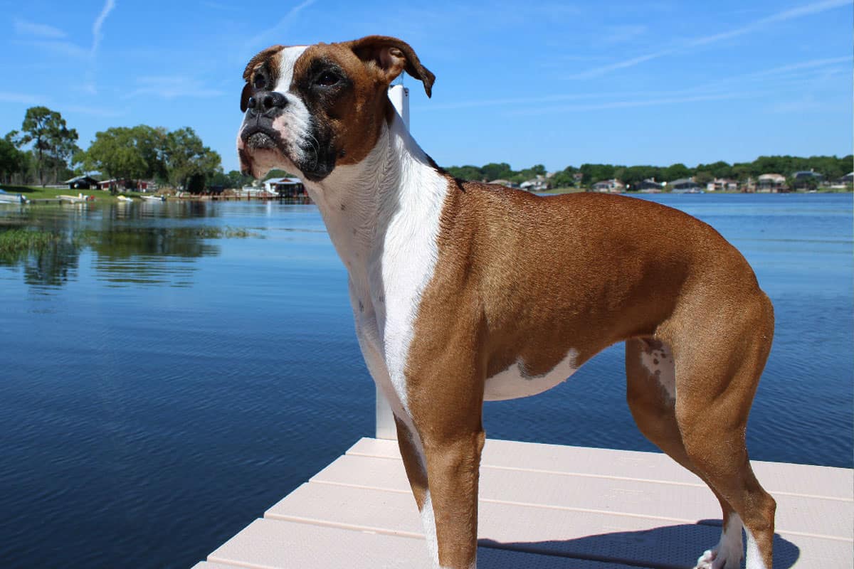 Bokser rasa psa z duszą mistrza 🐕 Czy boksery są dla Ciebie?