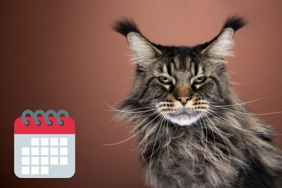 Koty majkun maine coon cena, wielkość i nie tylko. Sprawdź ile żyje!