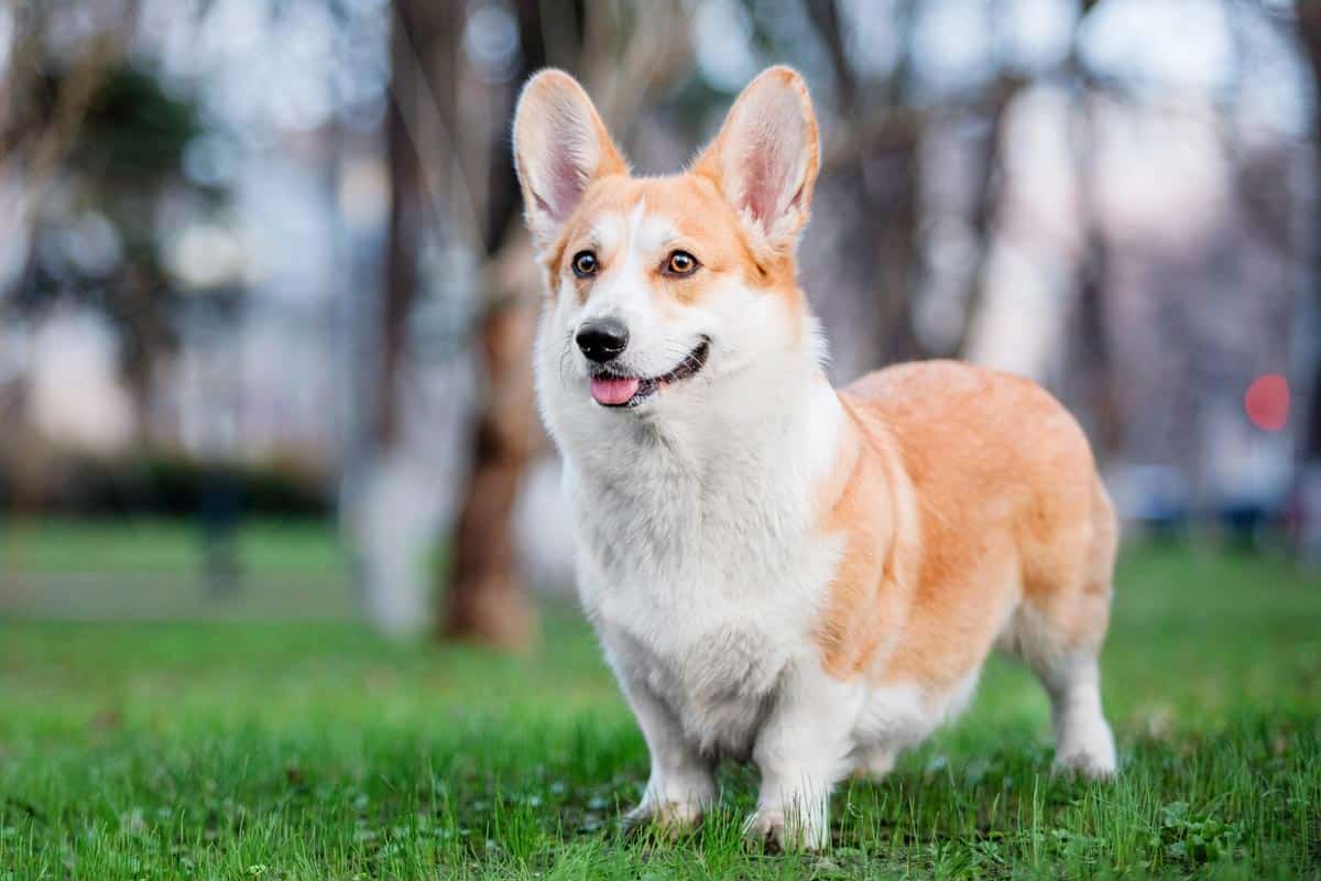 Pembroke Welsh Corgi Poradnik dla Przyszłych Właścicieli - Psy Corgi