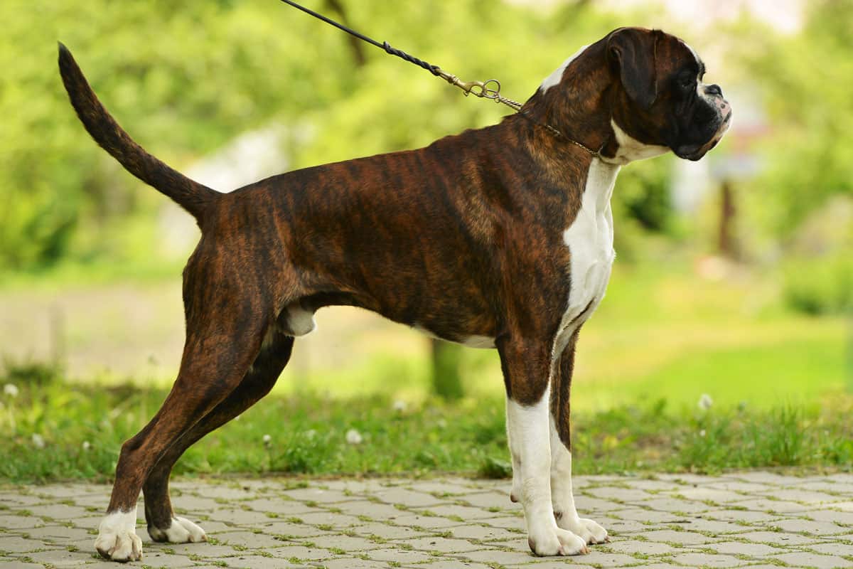 Bokser rasa psa z duszą mistrza 🐕 Czy boksery są dla Ciebie?