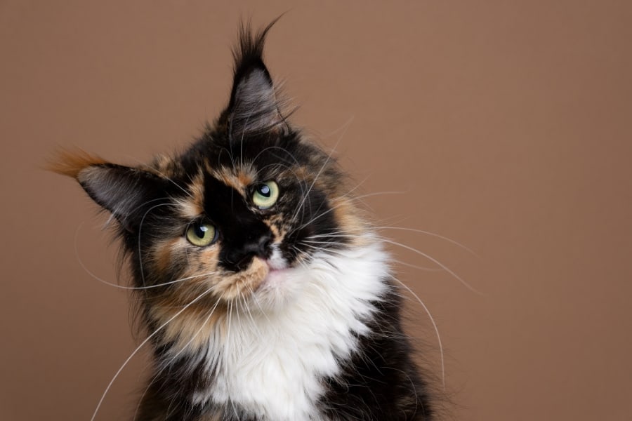 Koty majkun maine coon cena, wielkość i nie tylko. Sprawdź ile żyje!