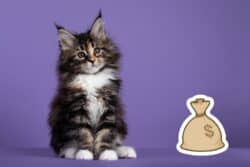 Koty majkun maine coon cena, wielkość i nie tylko. Sprawdź ile żyje!