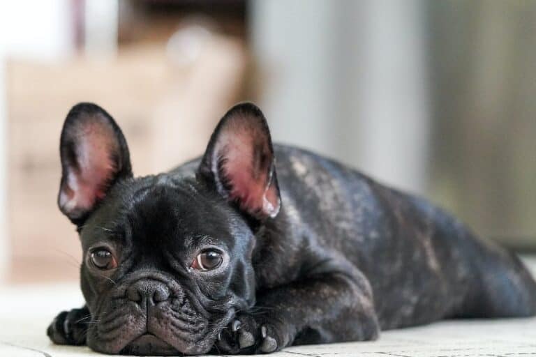 Ile żyją psy? Sprawdź długość życia popularnych ras psów!