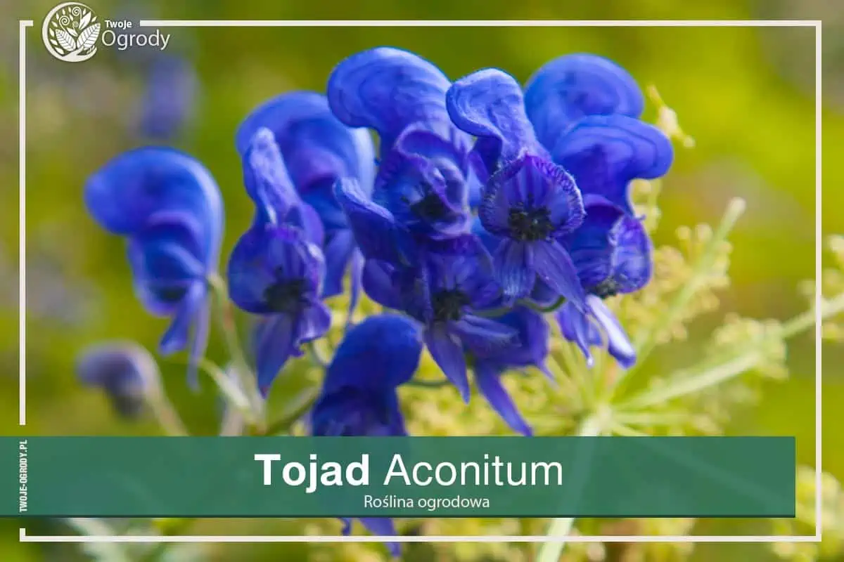 Tojad Mocny, Fischera, Lisi Aconitum