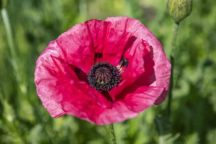Najpiękniejsze byliny wieloletnie do ogrodu – 10 Bylin ogrodowych