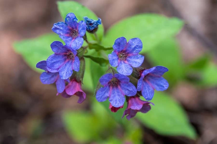Najpiękniejsze byliny wieloletnie do ogrodu – 10 Bylin ogrodowych