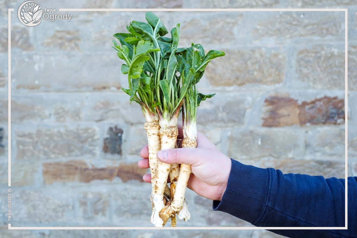 Jak sadzić chrzan właściwości zdrowotne i dlaczego jest zdrowy