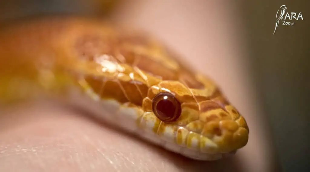 Węże domowe — poznaj 3 najpopularniejsze gatunki