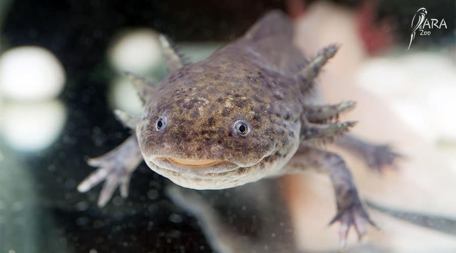 Aksolotl cena Co jedzą Gdzie kupić axolotle (ambystoma meksykańska)