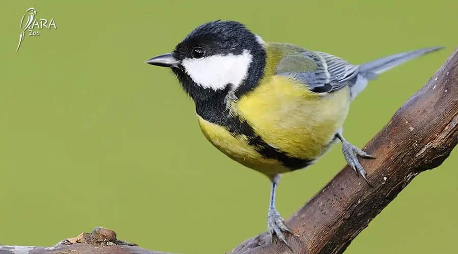 Sikorki w Polsce Co jedzą Jak wygląda sikorka bogatka, uboga i modra