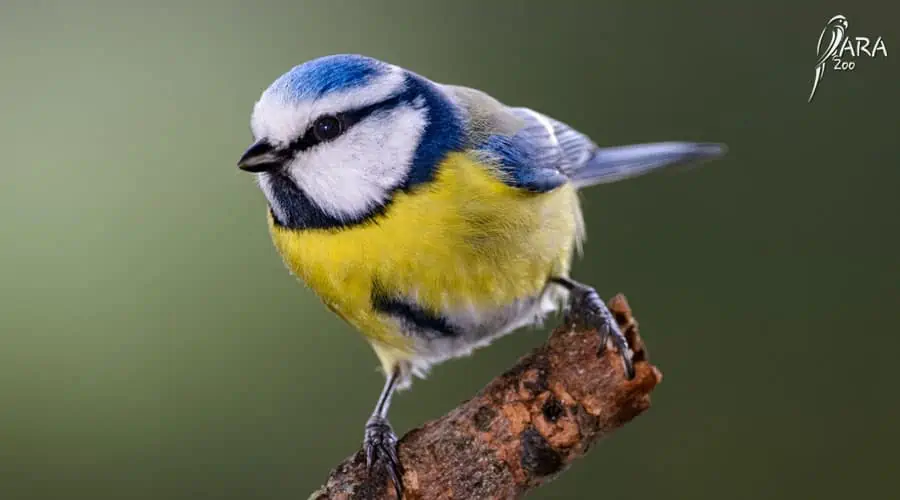 Sikorki w Polsce Co jedzą Jak wygląda sikorka bogatka, uboga i modra