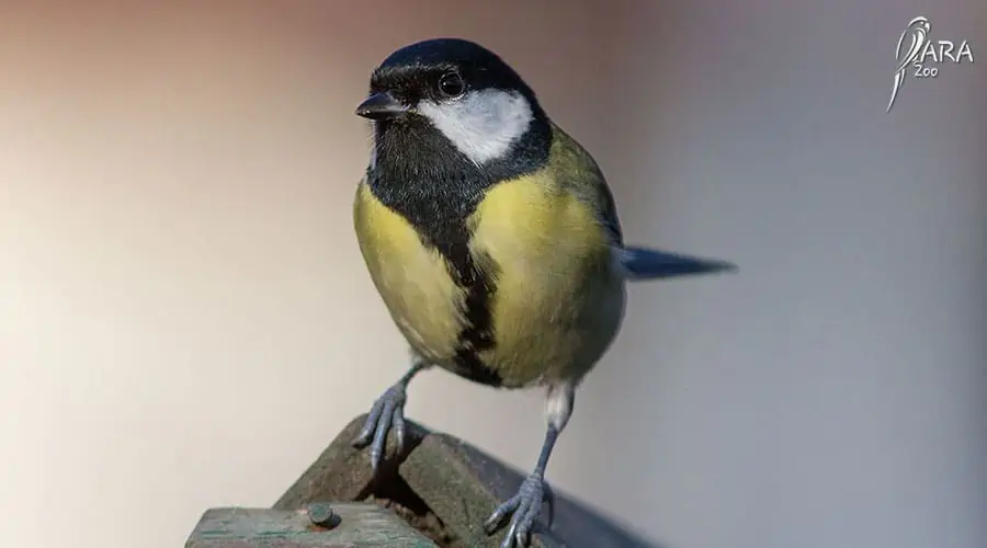 Sikorki w Polsce Co jedzą Jak wygląda sikorka bogatka, uboga i modra
