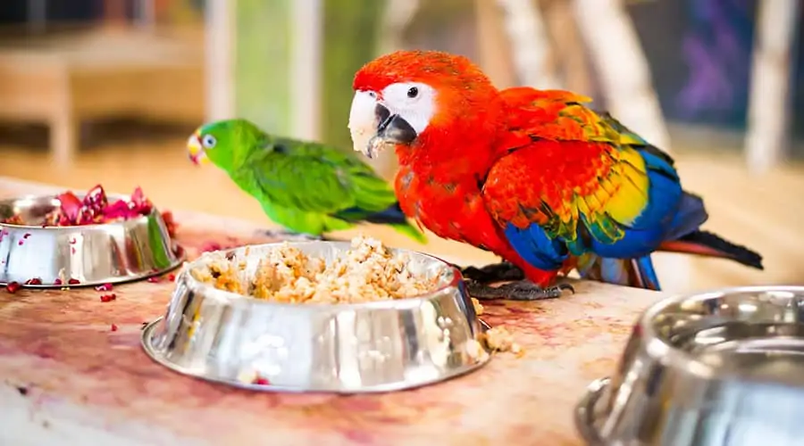 Papuga Ara cena Jak Wygląda? Ile Żyje? Co Je? Ile Kosztuje papuga ara?