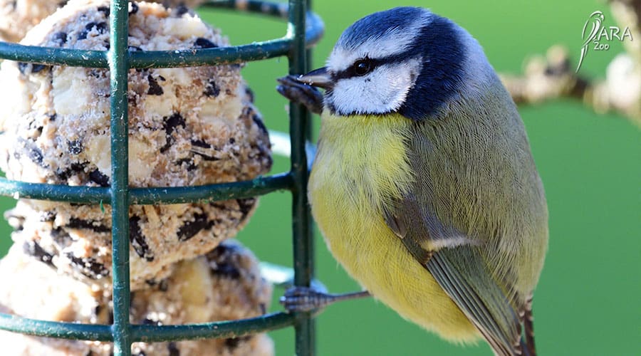 Sikorki w Polsce Co jedzą Jak wygląda sikorka bogatka, uboga i modra